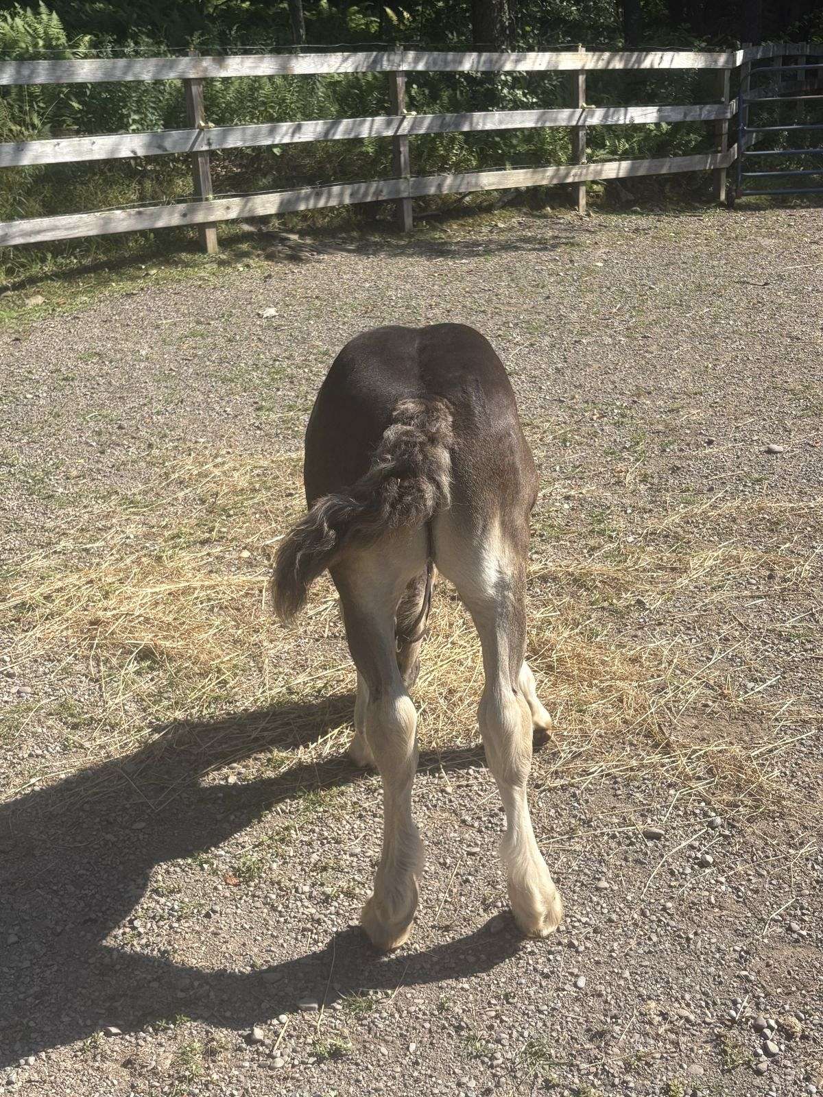 Black Gypsy Filly With Unique Coloring