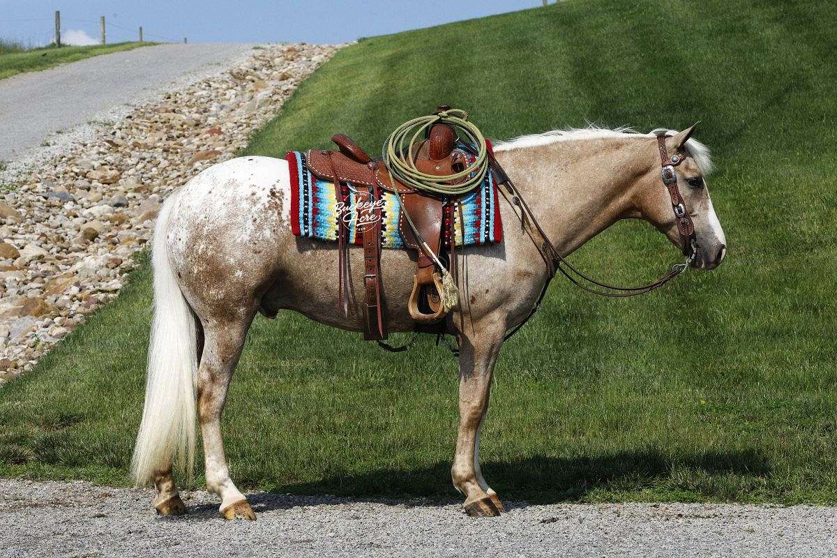 Apollo is a One-of-a-Kind 2020 Model Appaloosa-Quarter Horse Cross Gelding