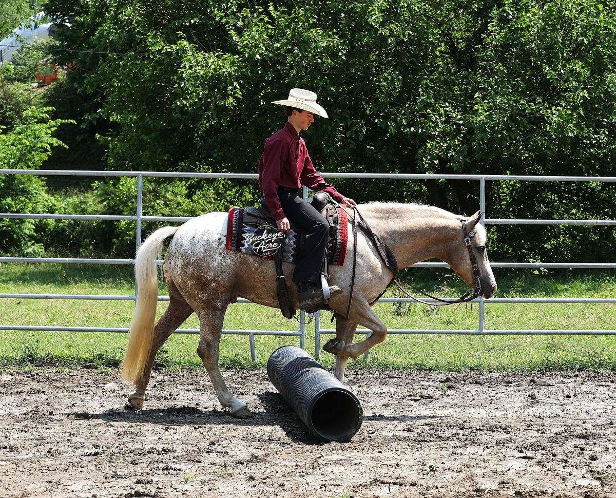Apollo is a One-of-a-Kind 2020 Model Appaloosa-Quarter Horse Cross Gelding