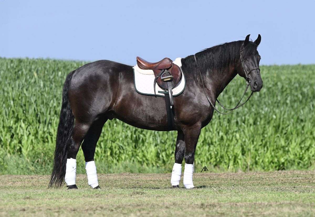 Once in a Lifetime Gelding! - Registered Friesian Sporthorse for Anyone