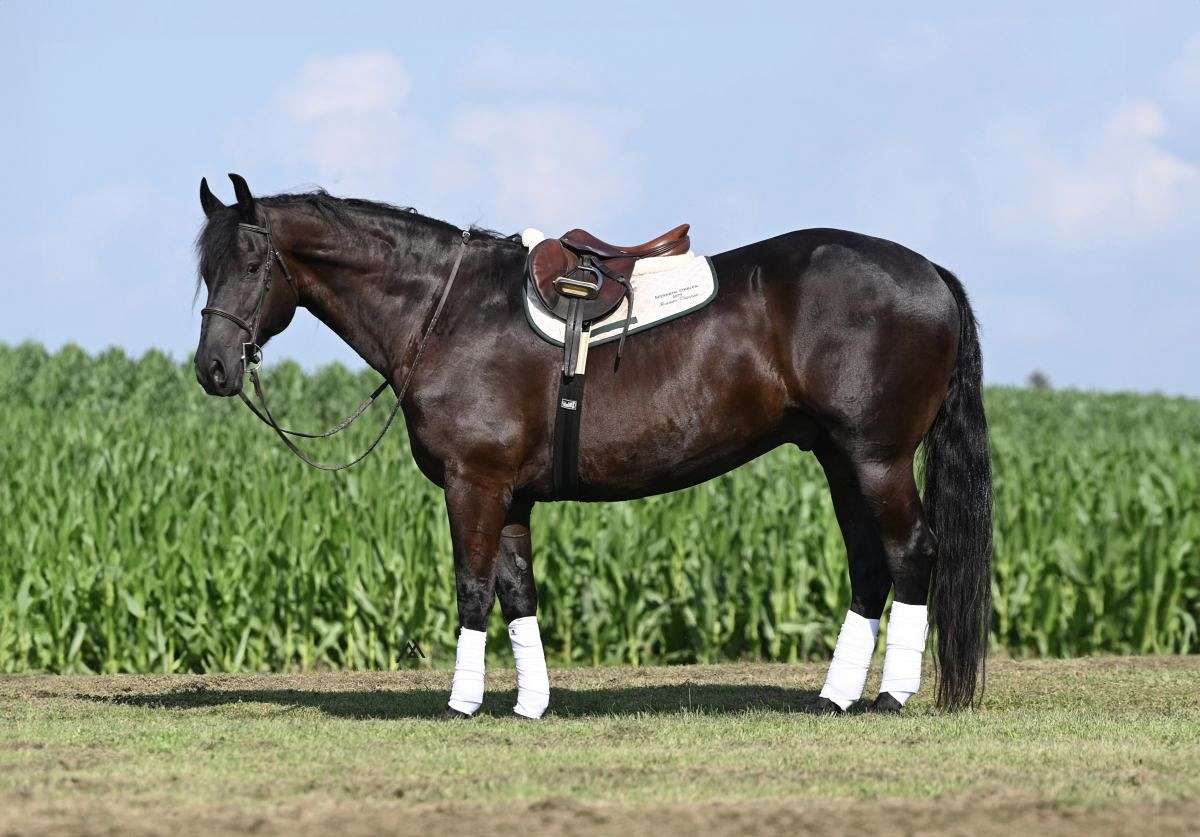 Once in a Lifetime Gelding! - Registered Friesian Sporthorse for Anyone