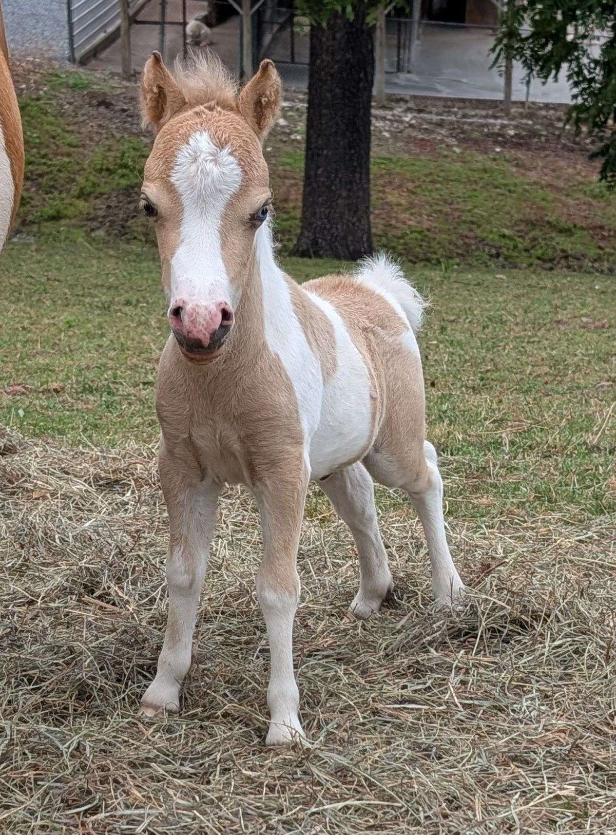 2025 Silver Buckskin Pinto Mini Colt