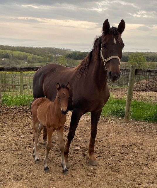 Liver Chestnut Mainframe Daughter