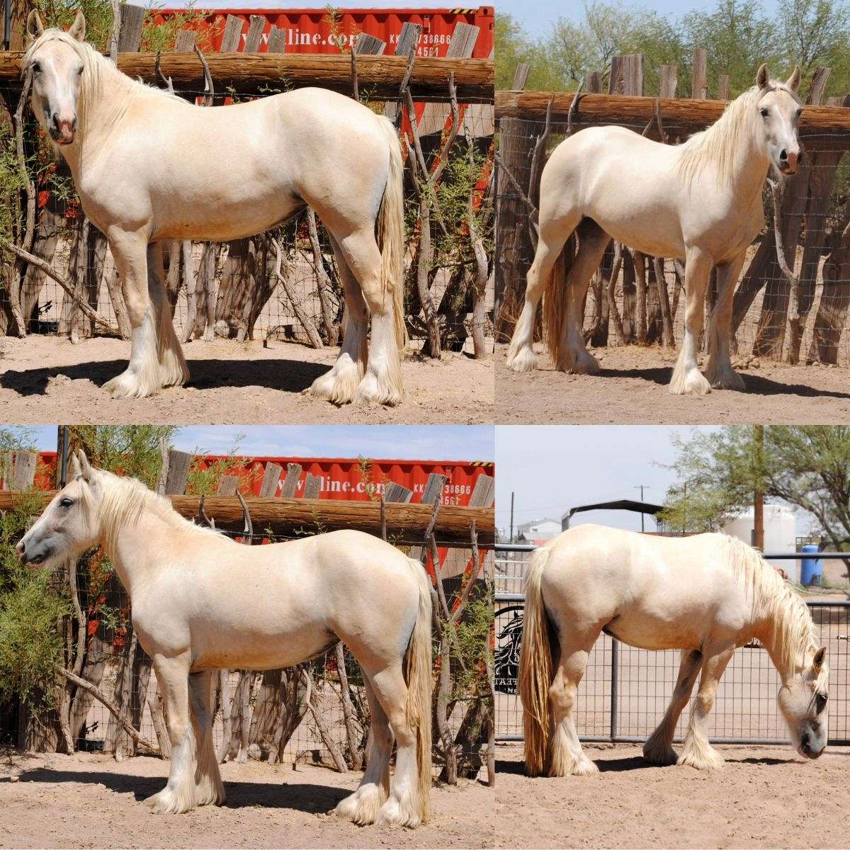 Flashy Badger Faced Sooty Palomino Gypsy
