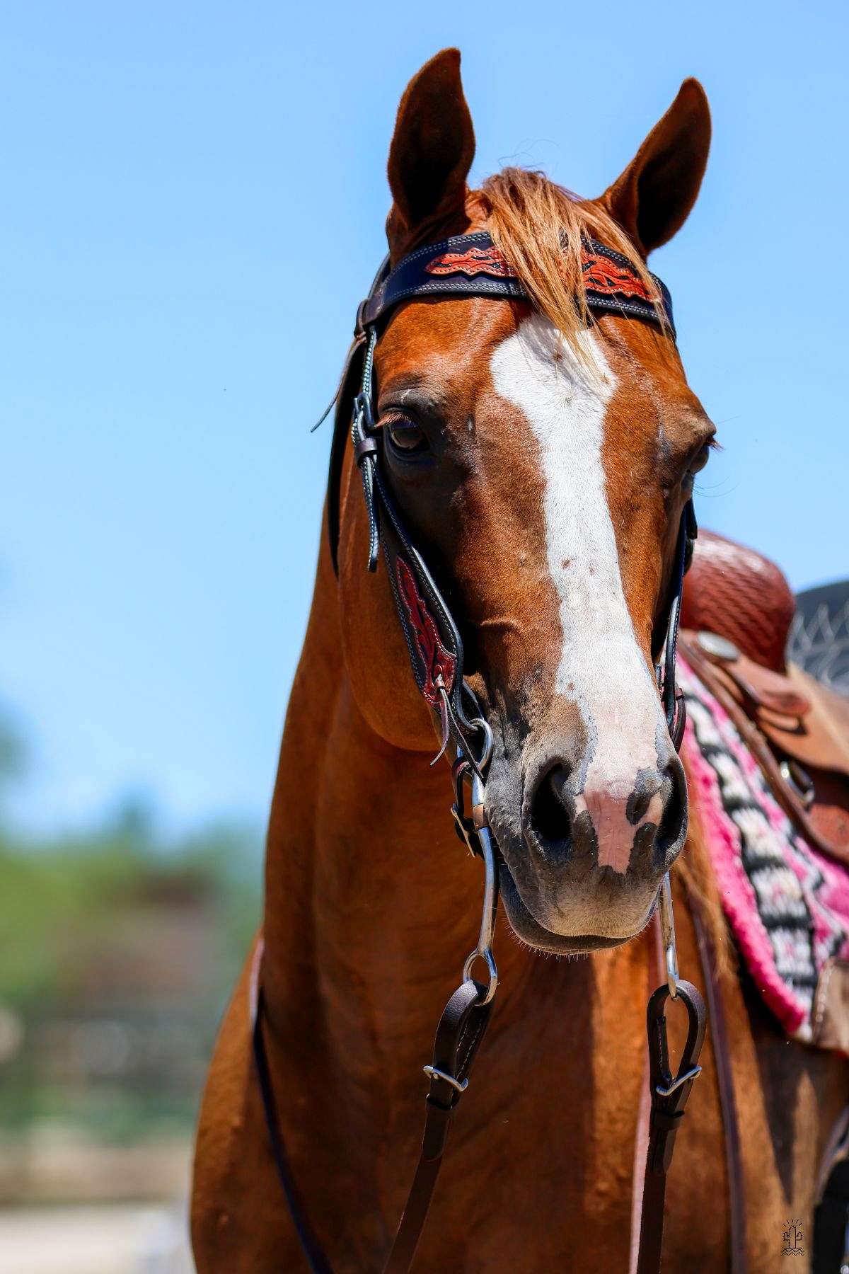 Fancy AQHA Ranch Riding or Reining Gelding!