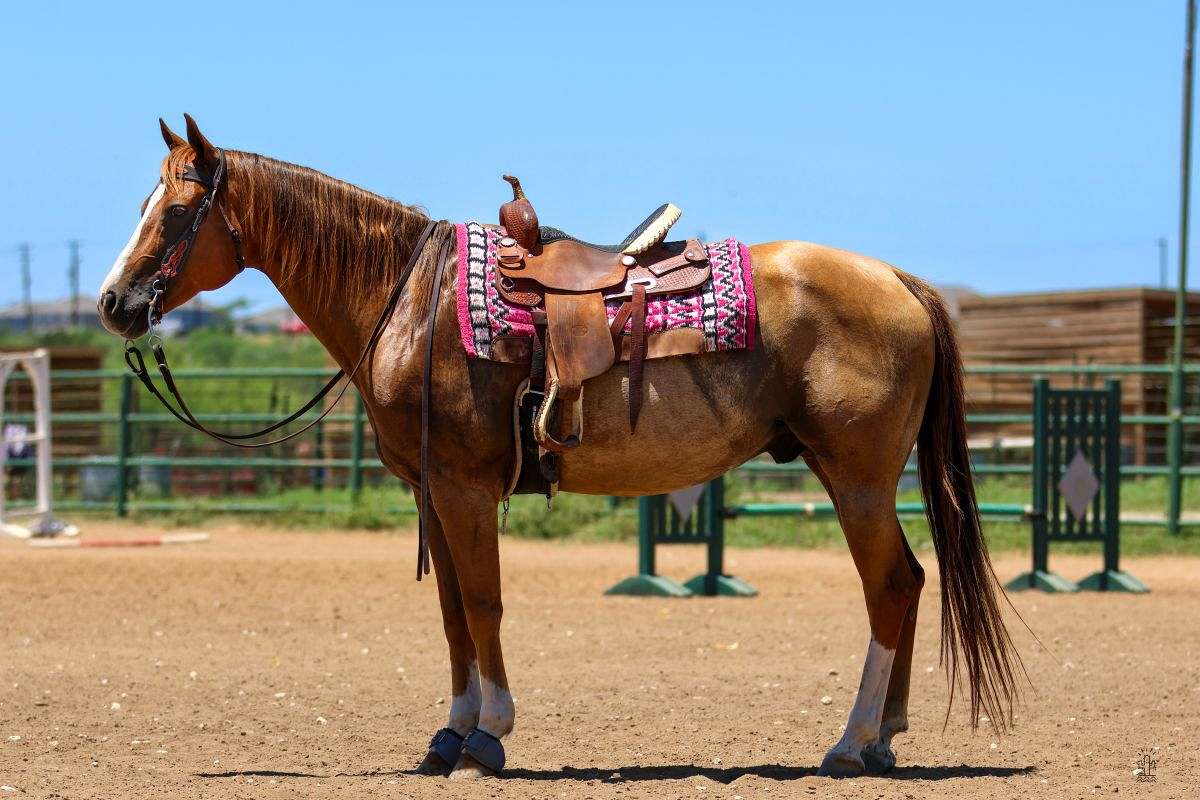 Fancy AQHA Ranch Riding or Reining Gelding!