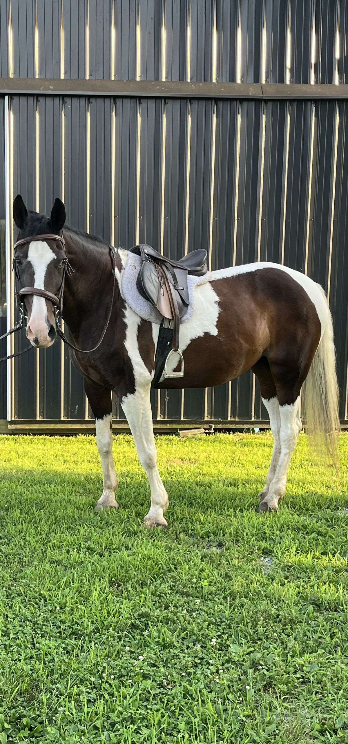 Spotted Saddle Horse - Mare - Gaited