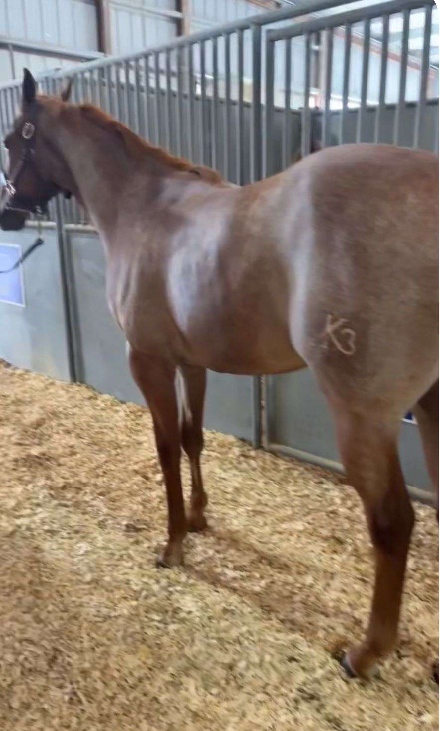 AQHA Red Roan Yearling Colt