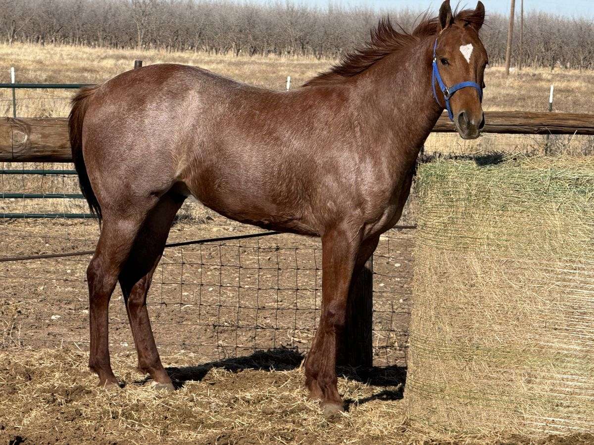 AQHA Red Roan Yearling Colt