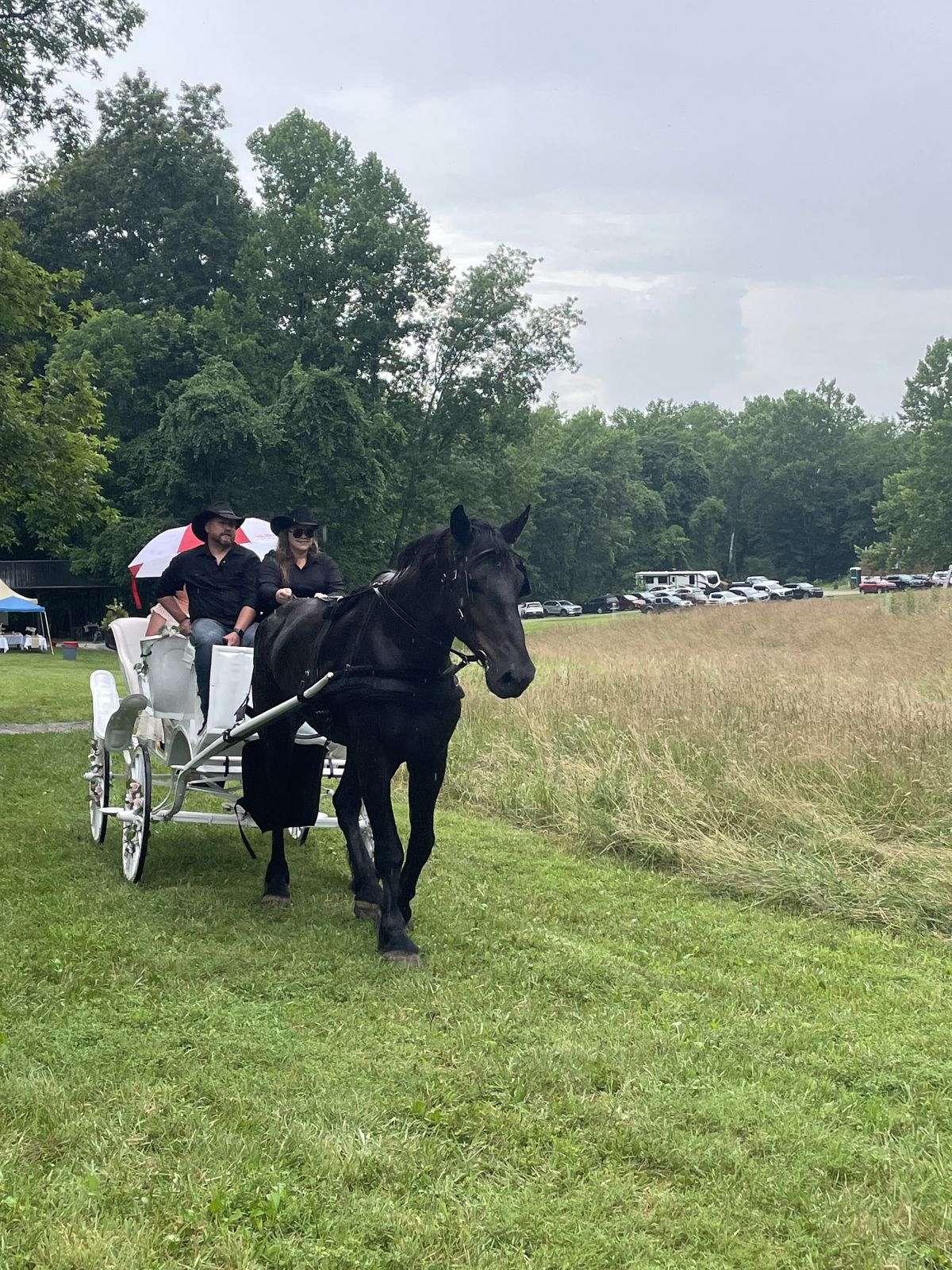 Registered Percheron Mare