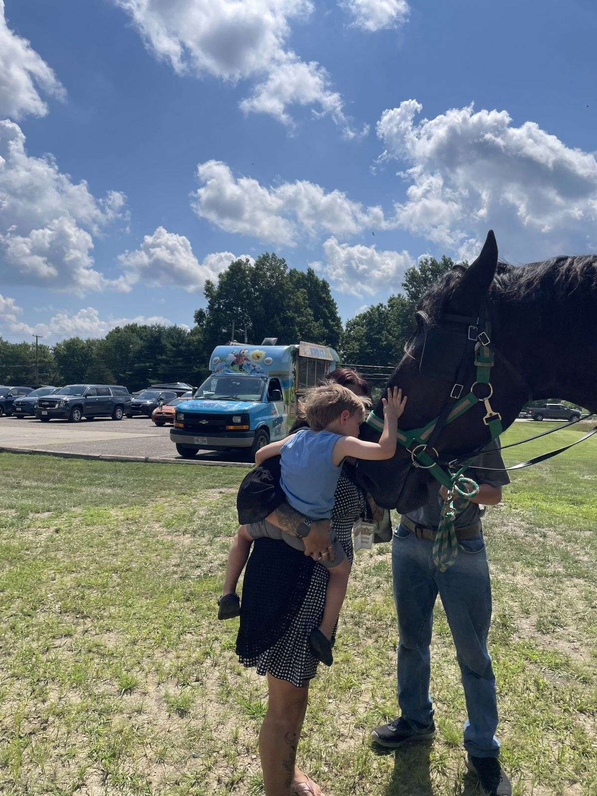 Registered Percheron Mare