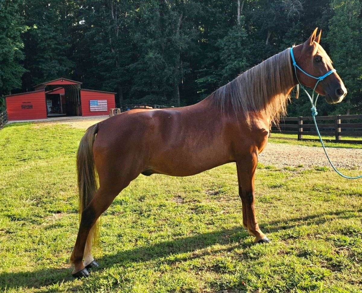 Fuego - Flashy* Fun* Smooth Gaited* Sorrel* Gaited *Racking