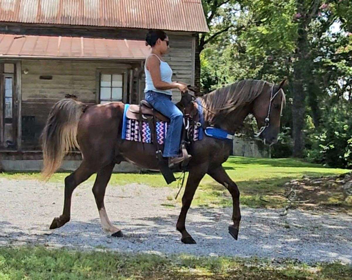 Fuego - Flashy* Fun* Smooth Gaited* Sorrel* Gaited *Racking