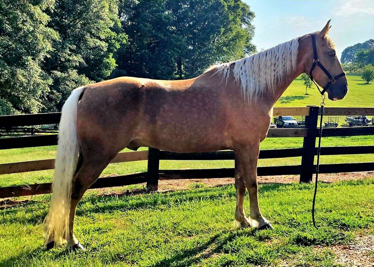Dior, Gorgeous, Flashy, Super Smooth Gaited, Trail or Fun Show Horse