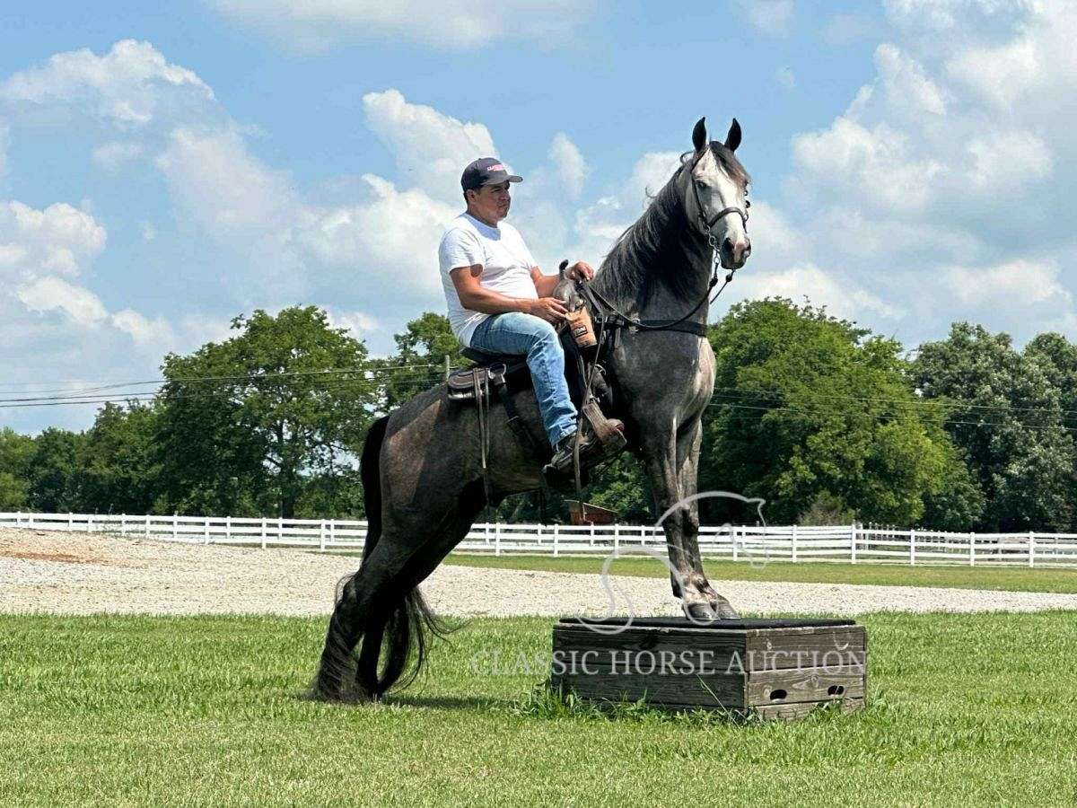 Driving & Riding Tennessee Walking Horse Gelding