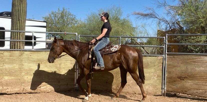 3 Year Old Appendix Mare