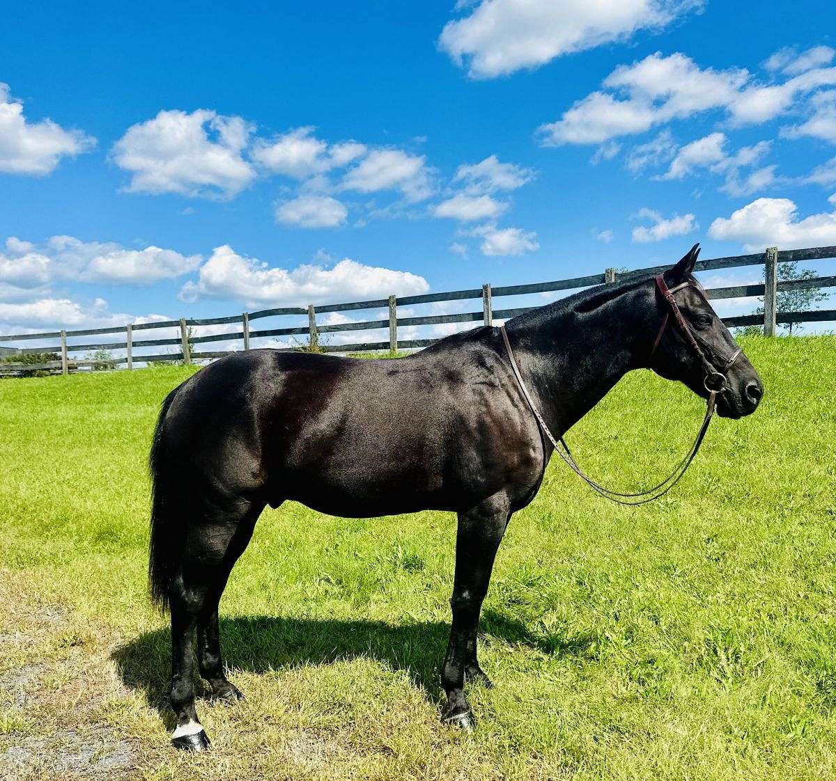 Brillliant All Around English & Western Black 15 Hand, 13 Yr Quarter Horse