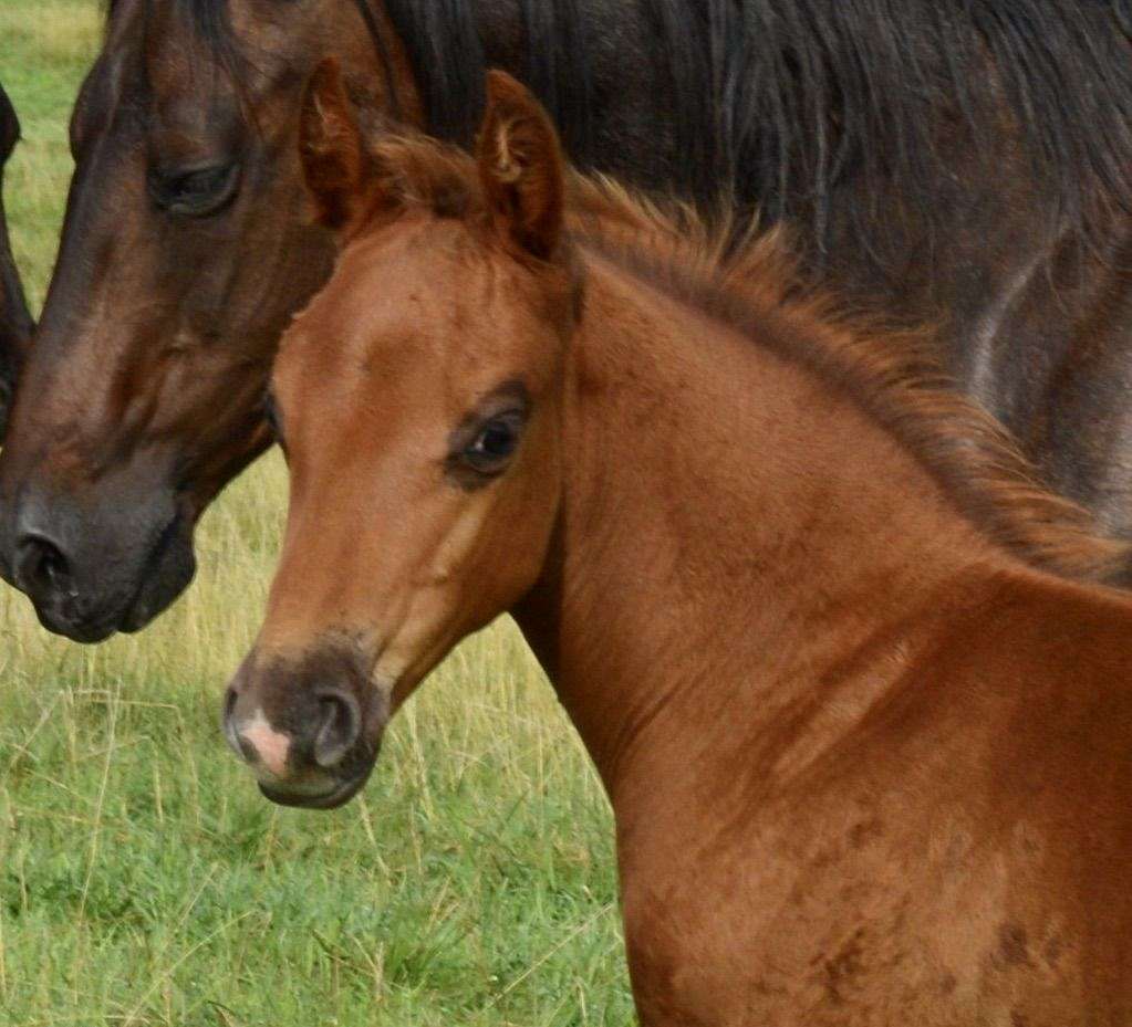 Sun Frost, Streakin Six, Shiloh Sonny - Super Correct Chestnut Colt