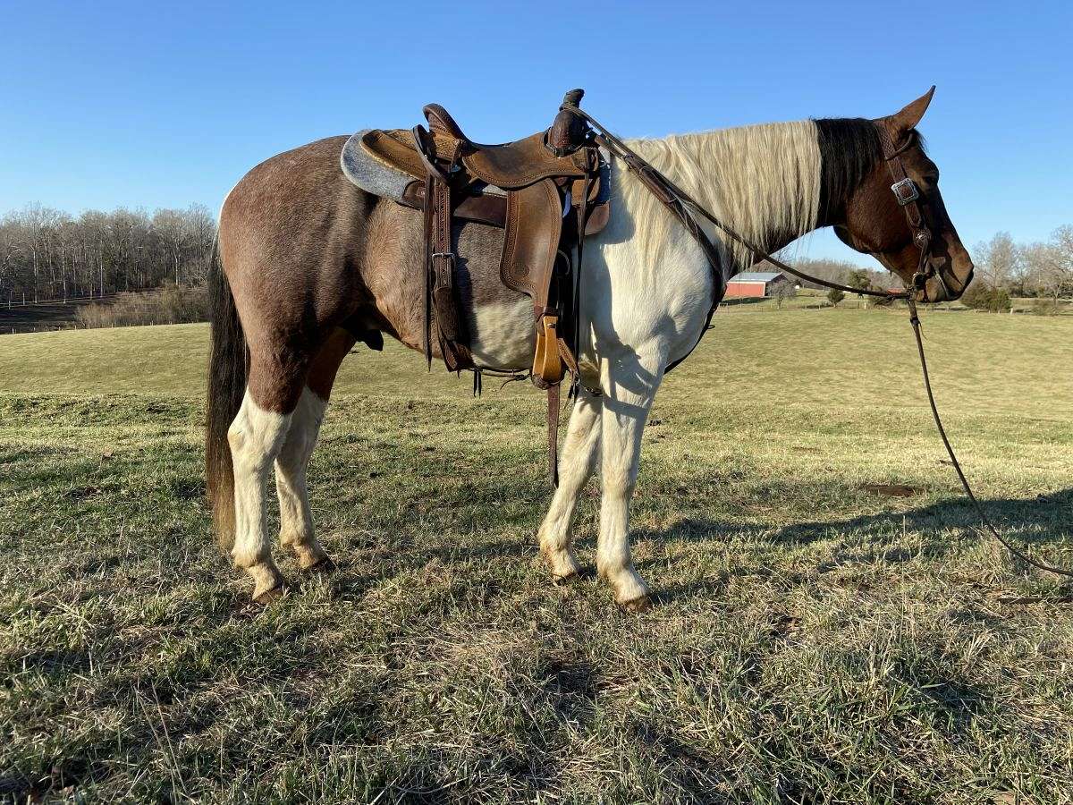Amazing Gelding for Sale.