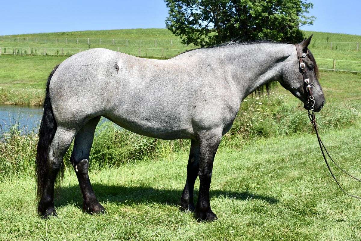 Goose – Broke, Beautiful & Blue Roan True!