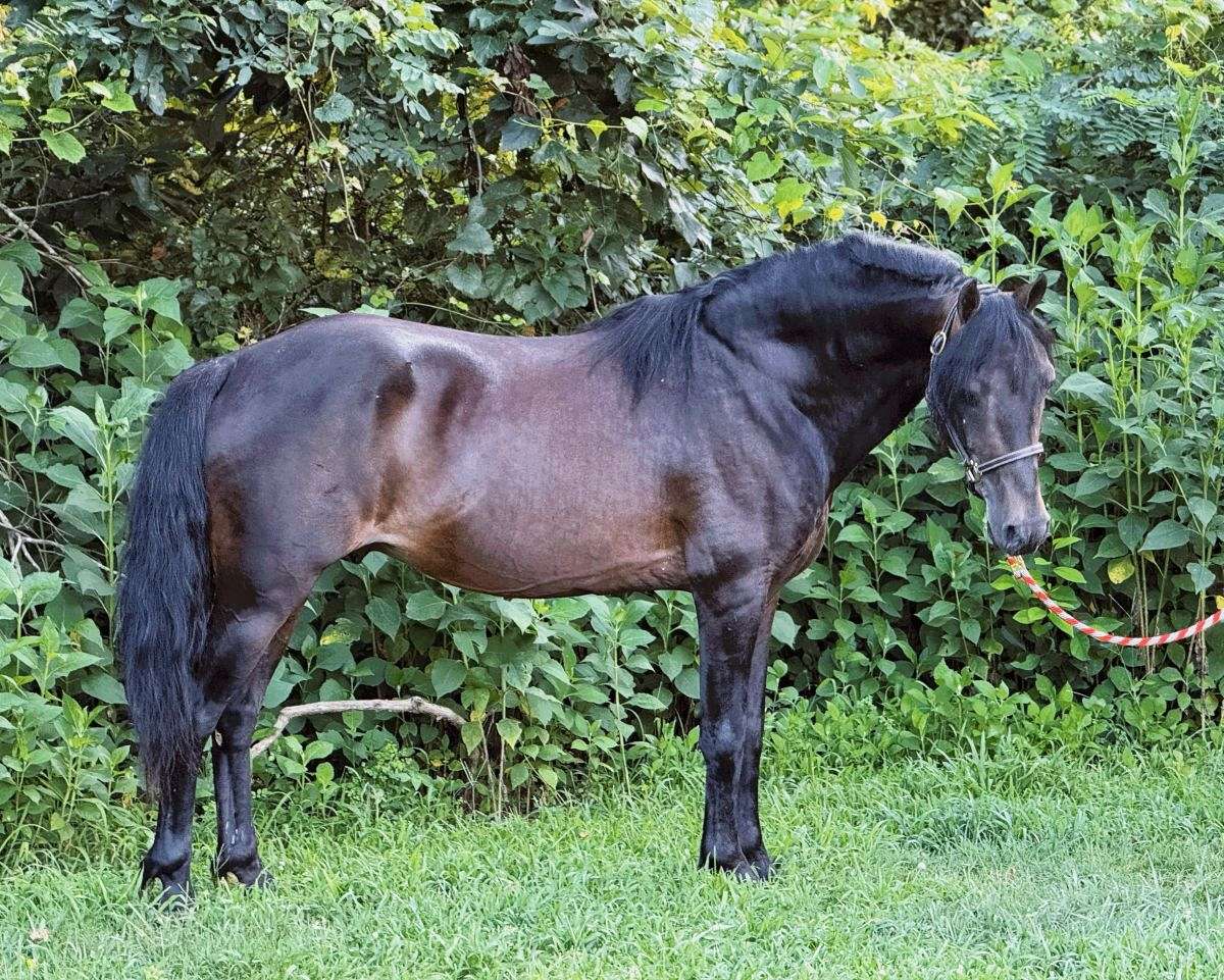 Gorgeous Friesian Cross