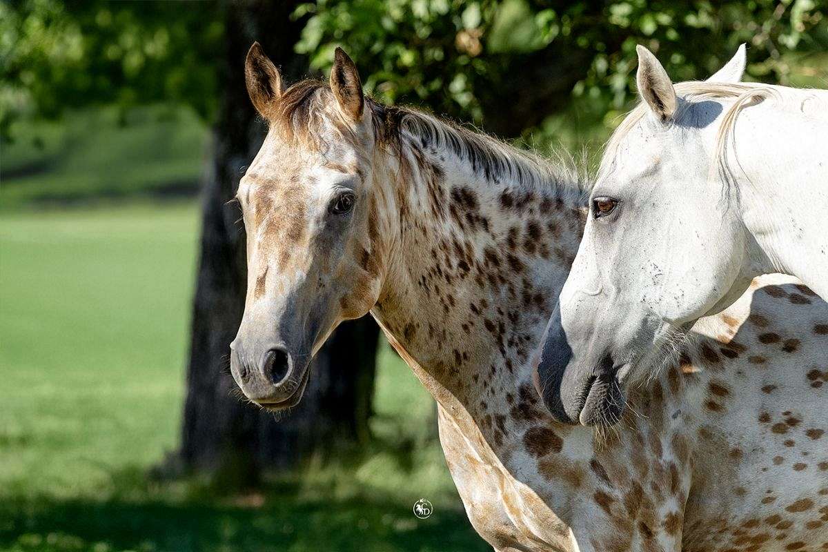 Stunning 2024 APHC Buckskin Leopard Colt!