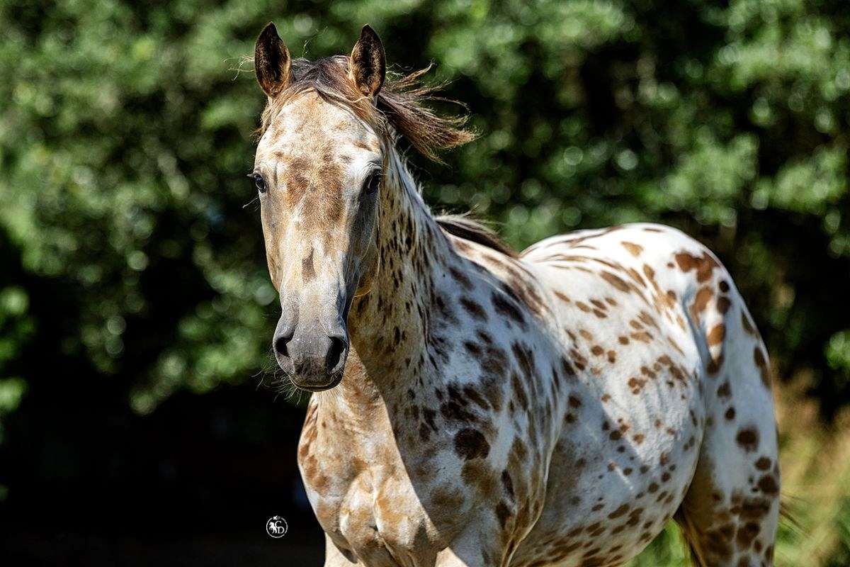 Stunning 2024 APHC Buckskin Leopard Colt!