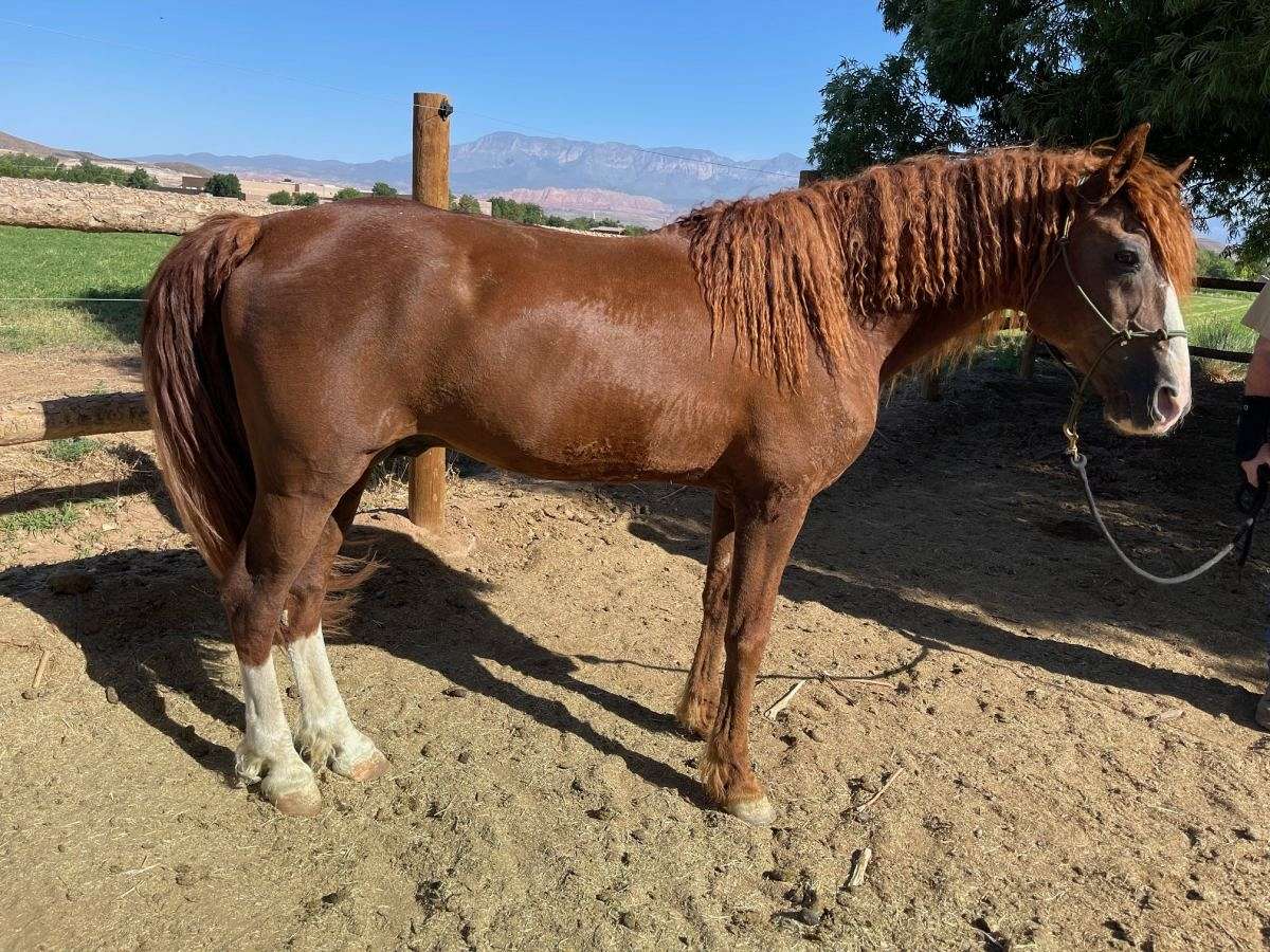 Double Registered Legendary Curly MFTHBA Stallion
