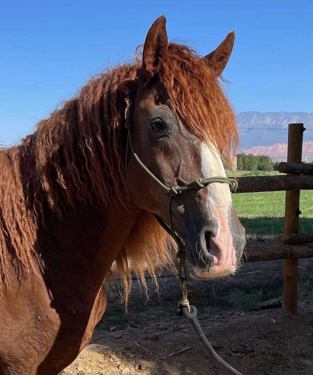 Double Registered Legendary Curly MFTHBA Stallion