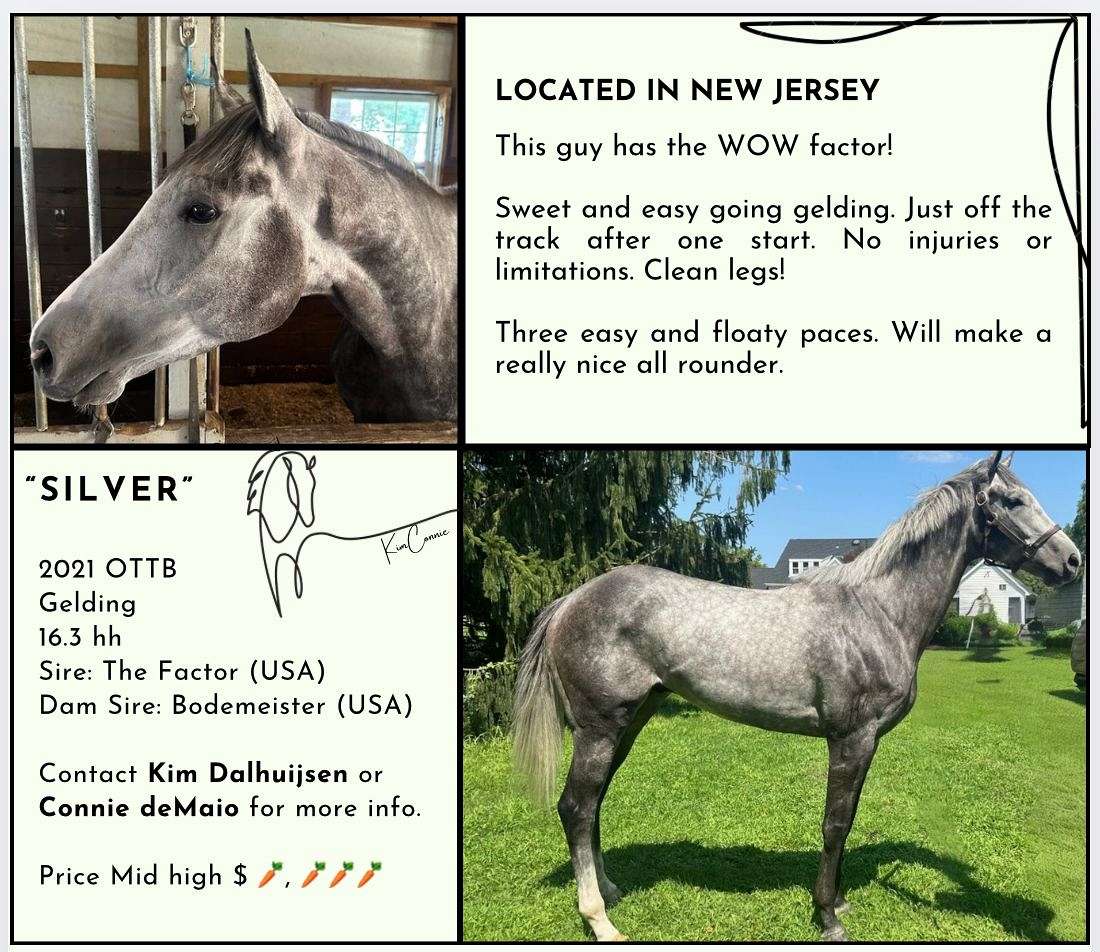 16.3hh Flashy Grey OTTB Gelding