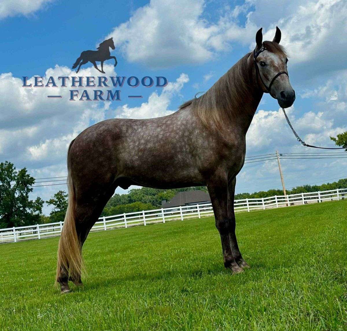 Registered TWHBEA Drives & Rides