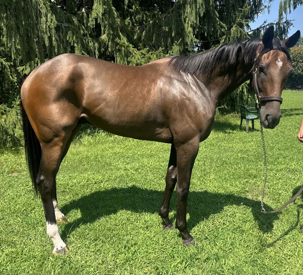 Kind Natured 16.2hh Gelding