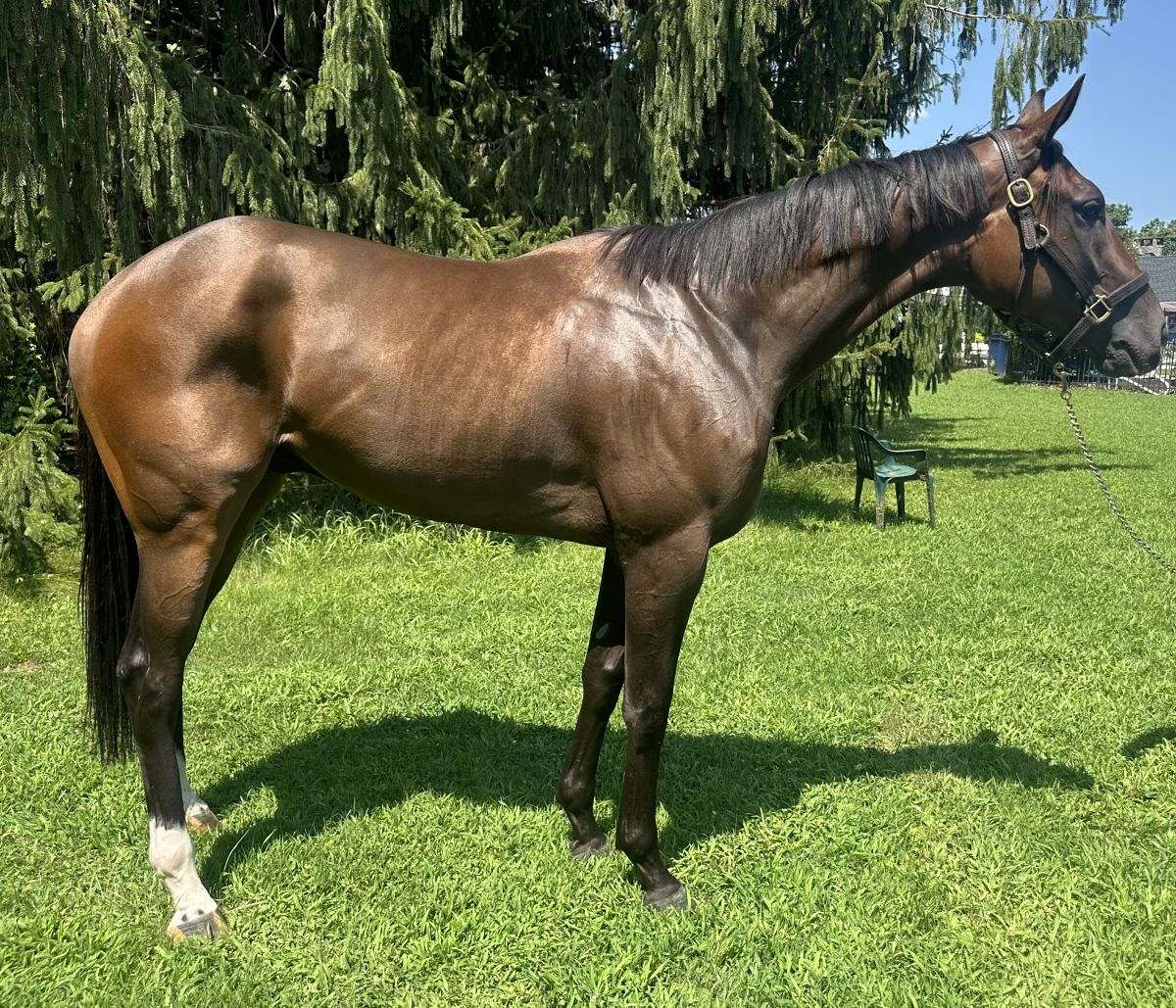 Kind Natured 16.2hh Gelding