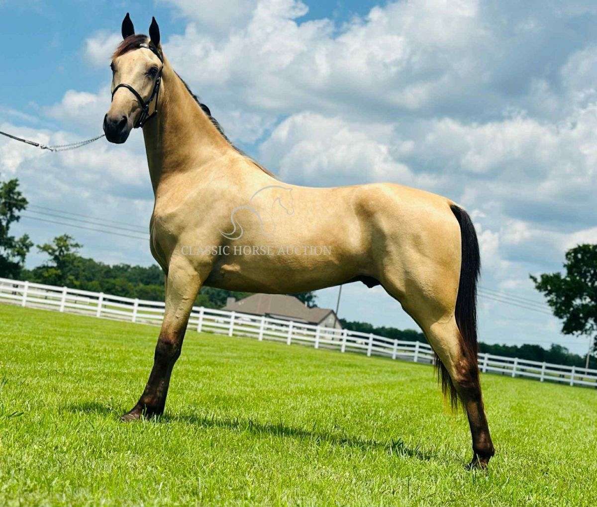 Registered Driving & Riding Buckskin Gelding