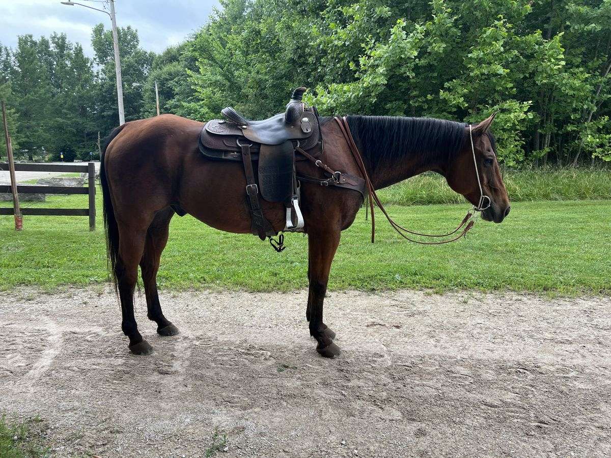 Lesson Horse for Sale