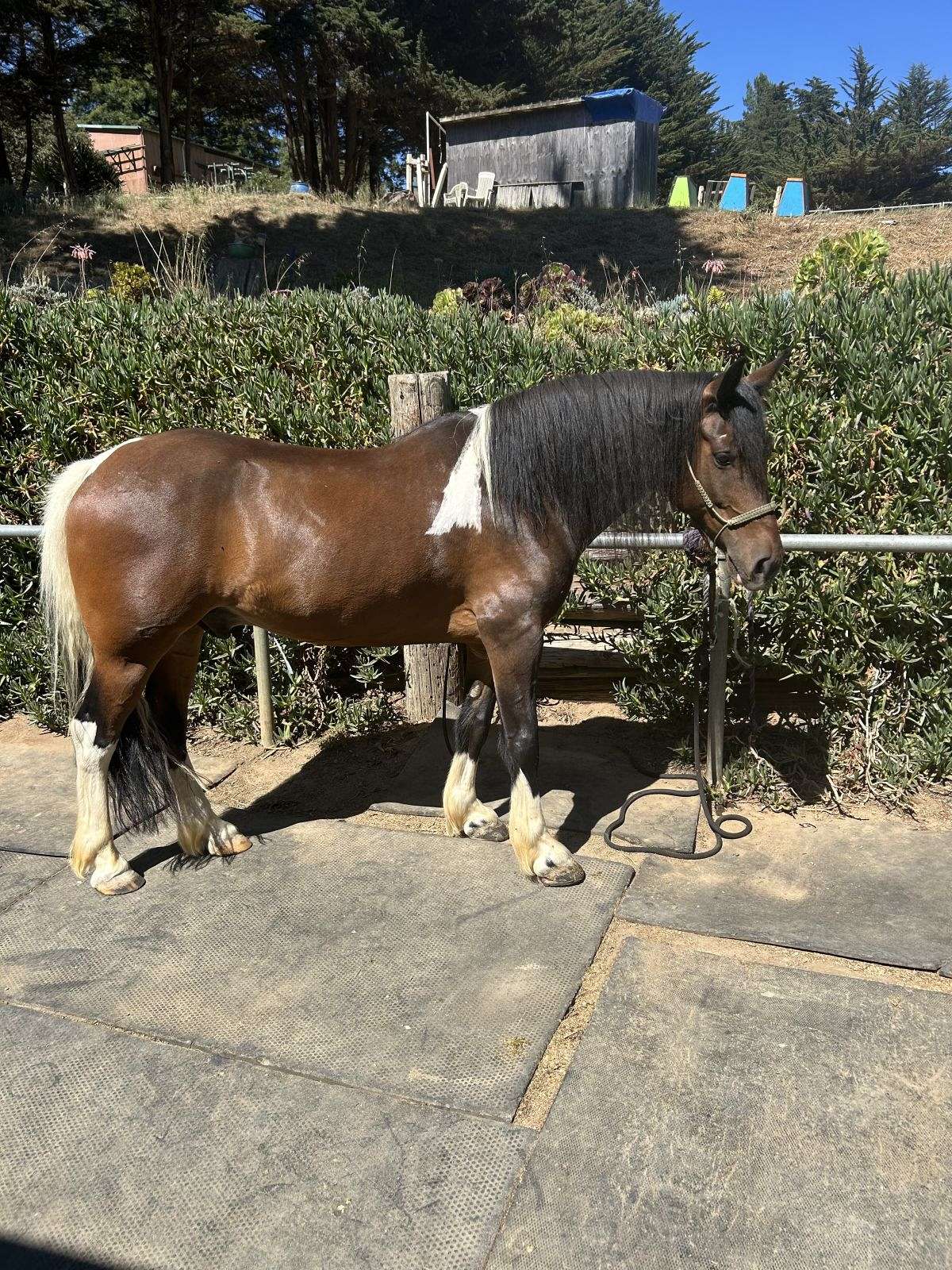 Comet // 6yo Arab X Gypsy