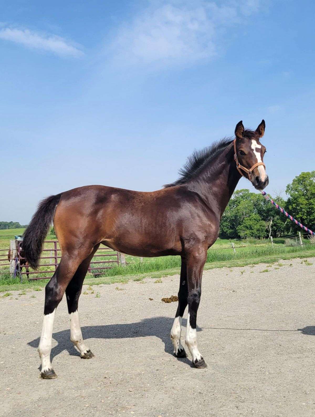 Fancy KWPN-Na Filly- Hunters-Derby- Equitation