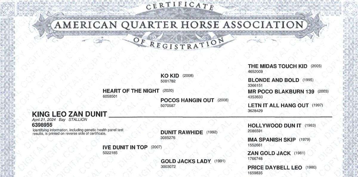 2024 AQHA Bay Dunit Rawhide by Hollywood Dun It Grandson