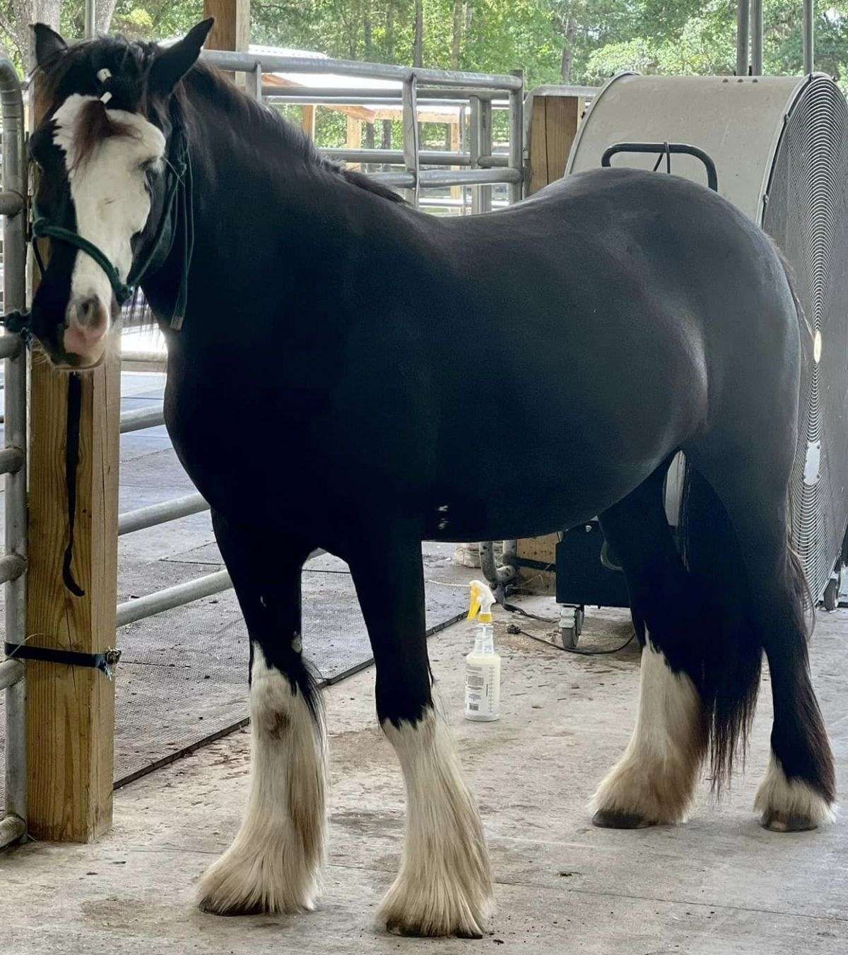 Black Gypsy Vanner Mare (in Foal)