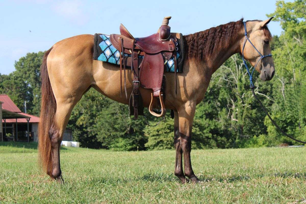 Horse for Sale.