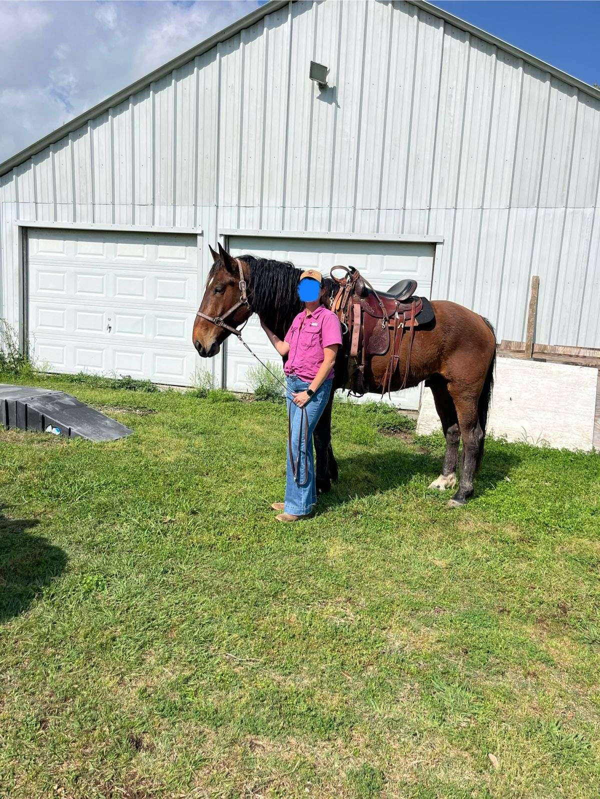 17hh Draft Cross Gelding Percheron/Thoroughbred