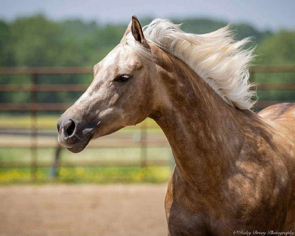 Cashed N Diamonds - Awesome Ranch & Roping Horse 8 yo Palomino APHA Mare.