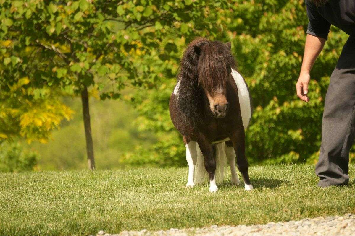 Teddy - the Ultimate Babysitter Deluxe 4 yo Black & White Mini Pony Gelding
