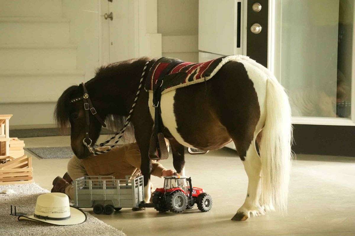 Teddy - the Ultimate Babysitter Deluxe 4 yo Black & White Mini Pony Gelding