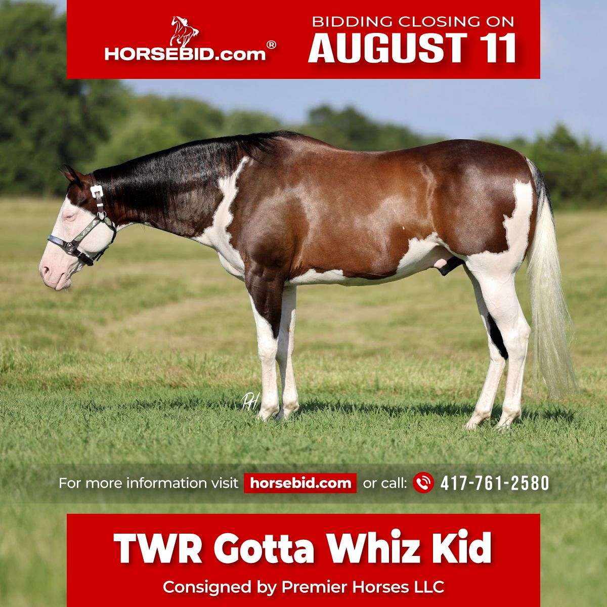 Twr Gotta Whiz Kid - Solid Reining Horse 11 yo Bay Overo APHA Gelding!