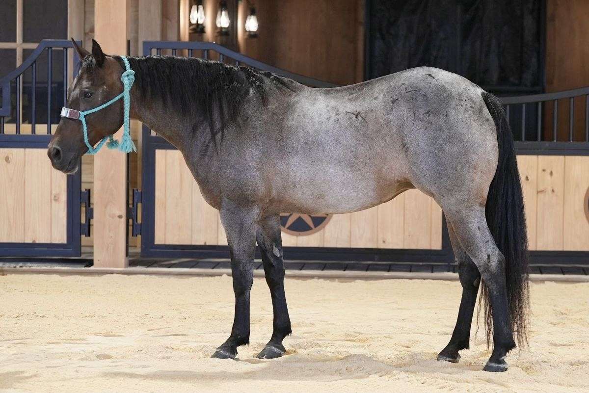 Tilly - Solid Breakaway Companion 10 yo Bay Roan Quarter Horse Mare!