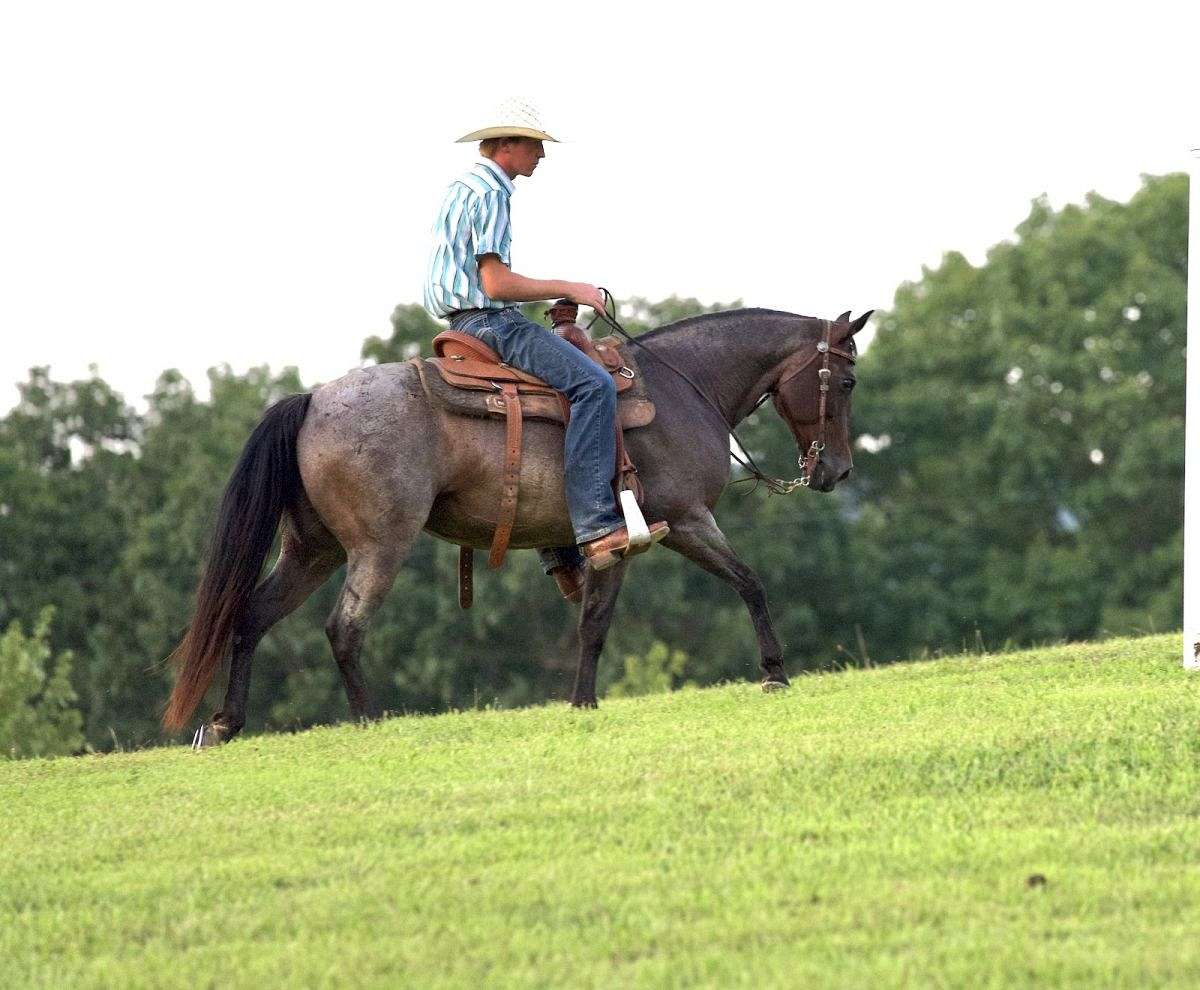 Tilly - Solid Breakaway Companion 10 yo Bay Roan Quarter Horse Mare!