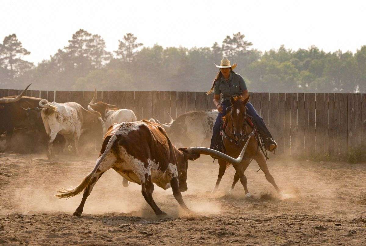Spark - Excellent Ranch & Roping Horse 4 Yr Old Sorrel AQHA Gelding!