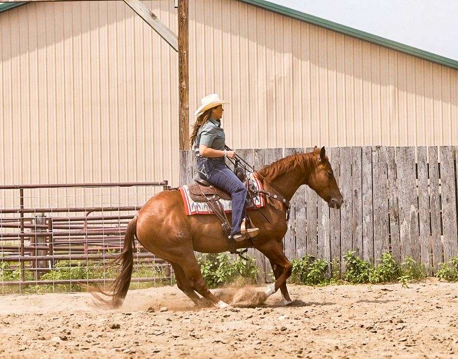 Spark - Excellent Ranch & Roping Horse 4 Yr Old Sorrel AQHA Gelding!