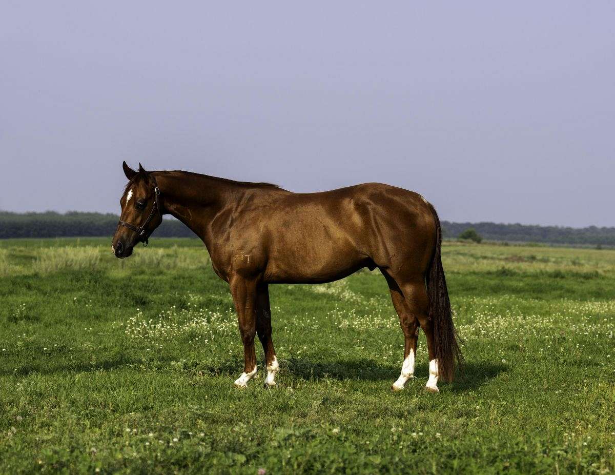 Spark - Excellent Ranch & Roping Horse 4 Yr Old Sorrel AQHA Gelding!